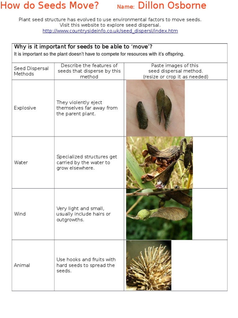 Seed Dispersal Word | PDF