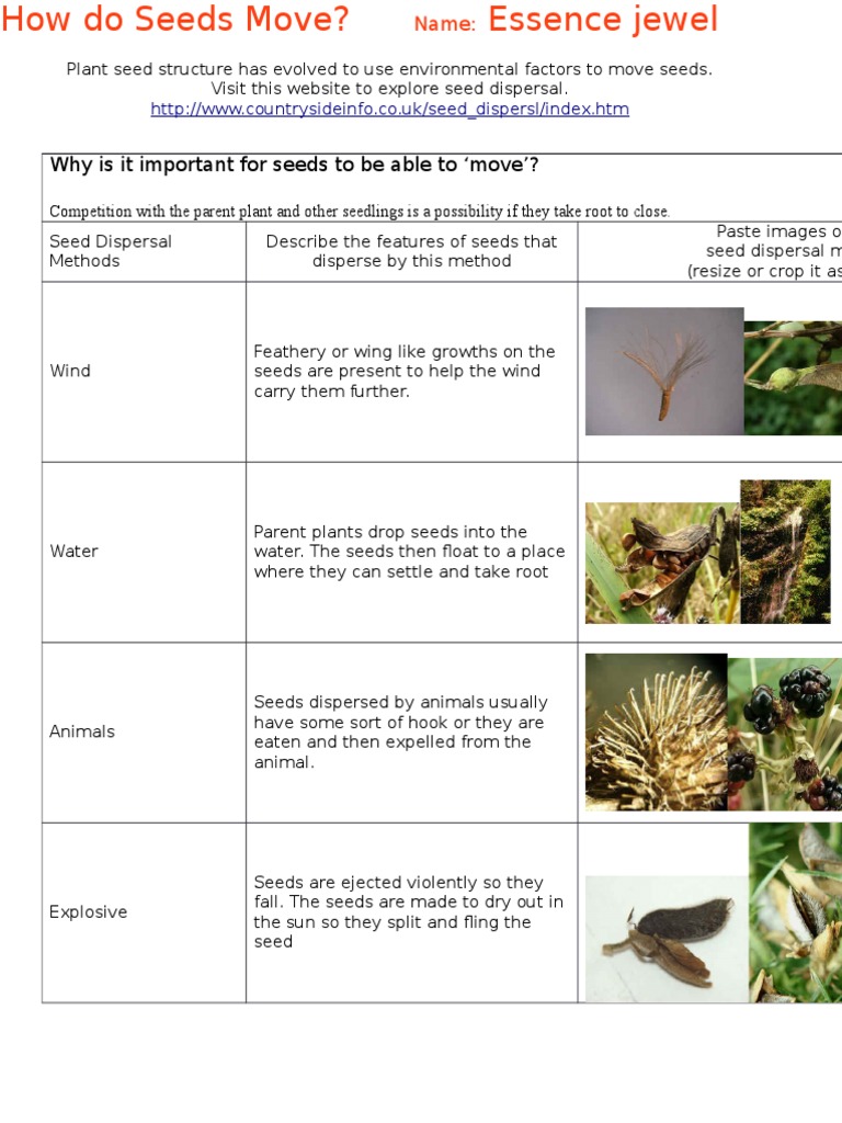 Seed Dispersal Methods Explained | PDF