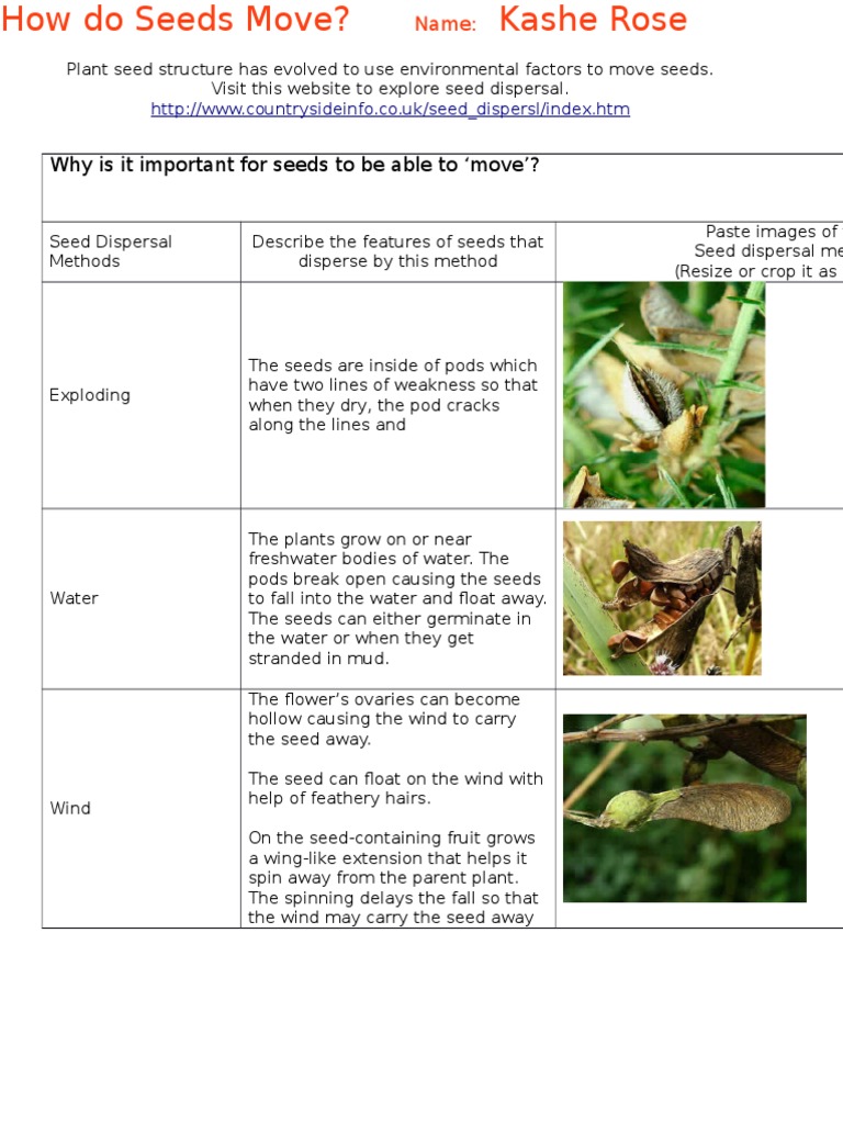 Seed Dispersal for Young Learners | PDF