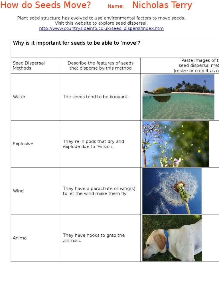 Seed Dispersal Word | PDF | Horticulture And Gardening | Plants