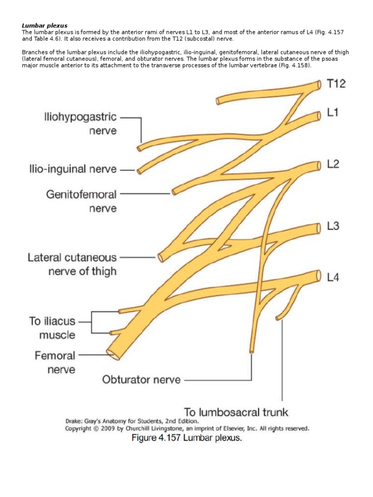 Lumbar Plexus Anatomy and Innervation | PDF | Pelvis | Human Leg
