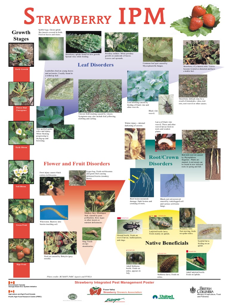 Strawberry Ipm Poster | PDF