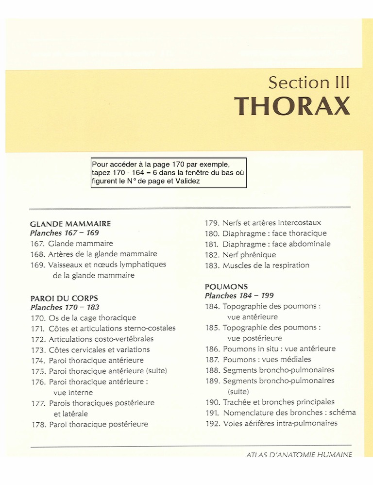 Anatomie - Netter III - Thorax PDF | PDF