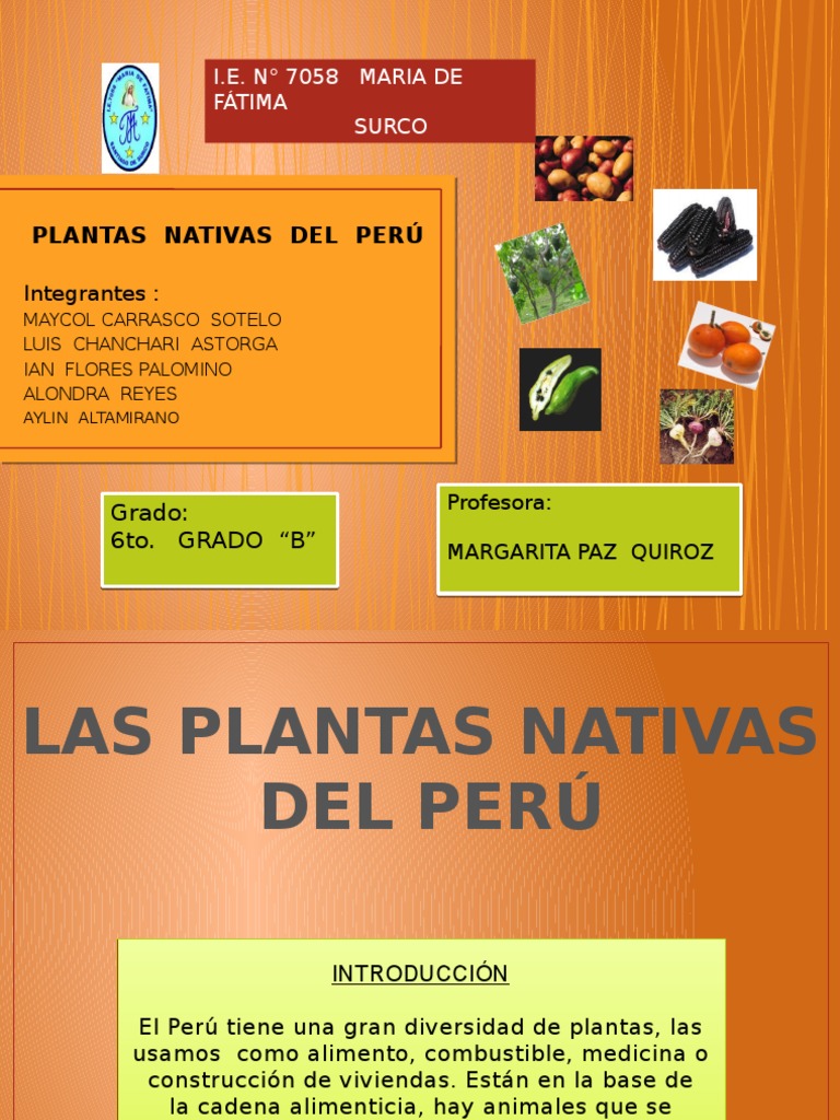 Diapositivas Plantas Nativas Del Perú | PDF | Patata | Maíz