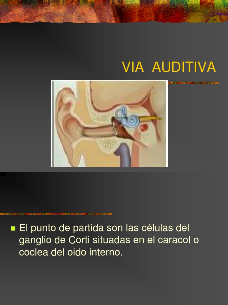 5._Via_Auditiva.pdf | Escuchando | Nervio