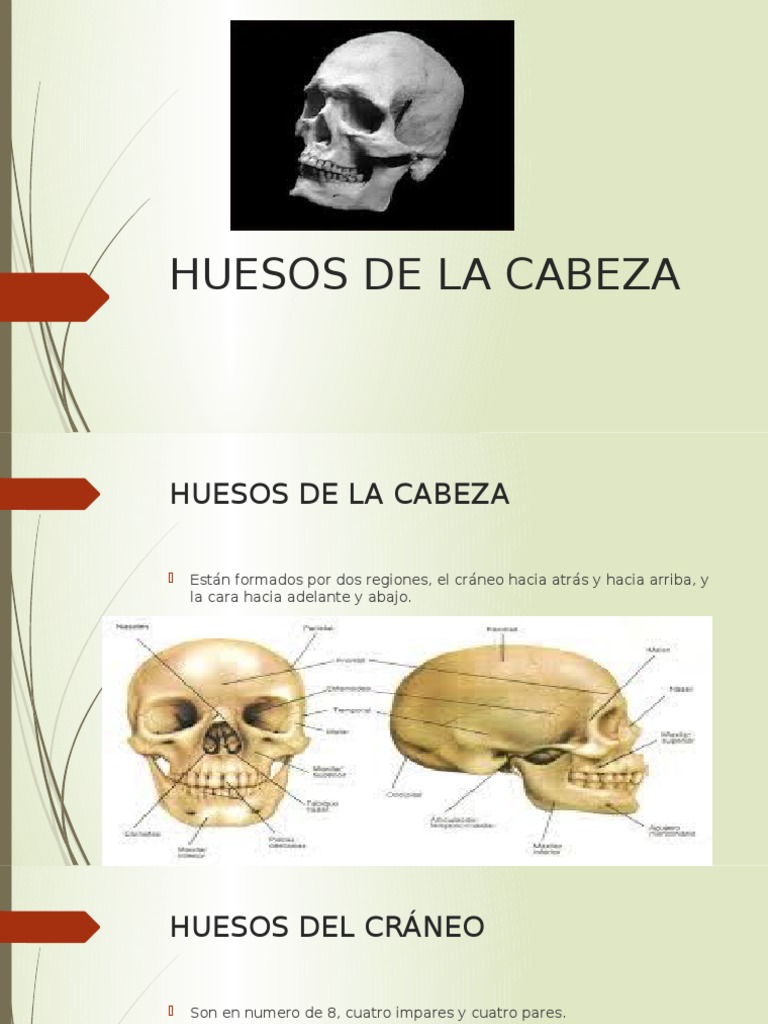 Huesos de La Cabeza | Descargar gratis PDF | Cráneo | Anatomia animal