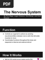 Nervous System Mind Map | PDF | Neuron | Axon