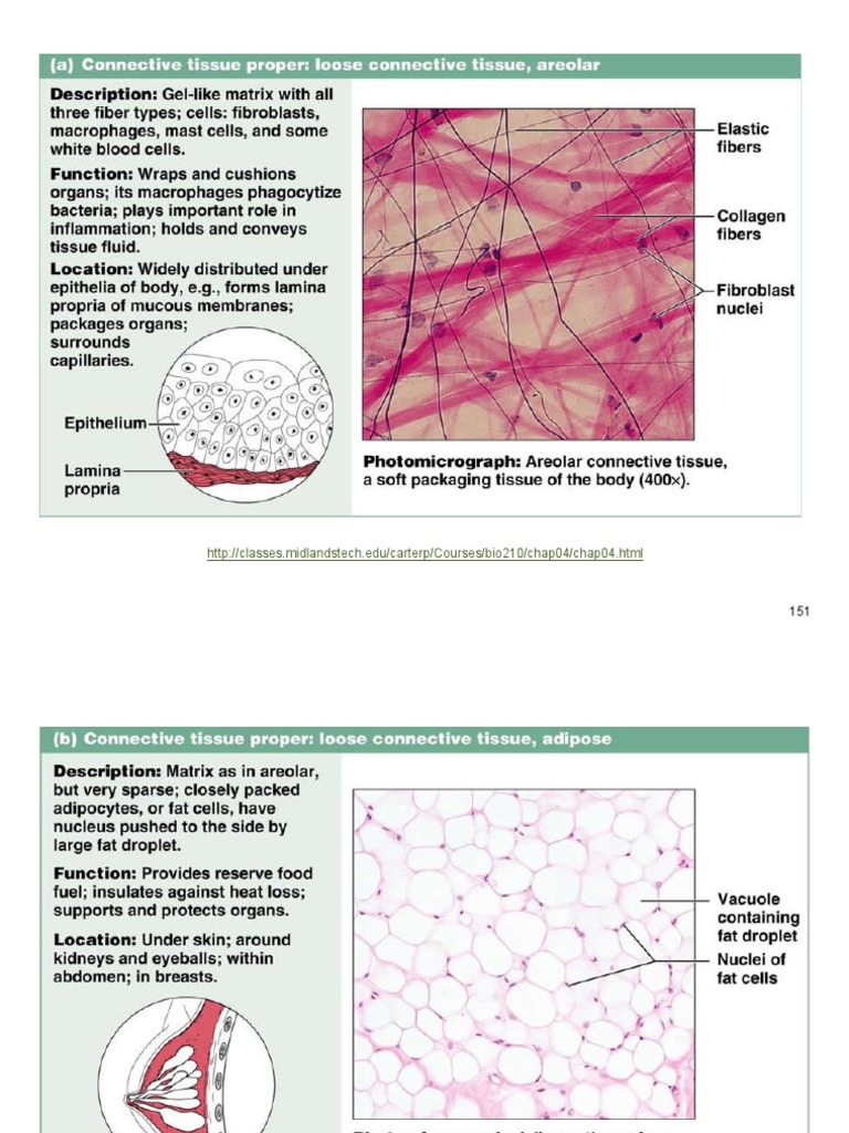 Connective Tissue Labeled Diagram