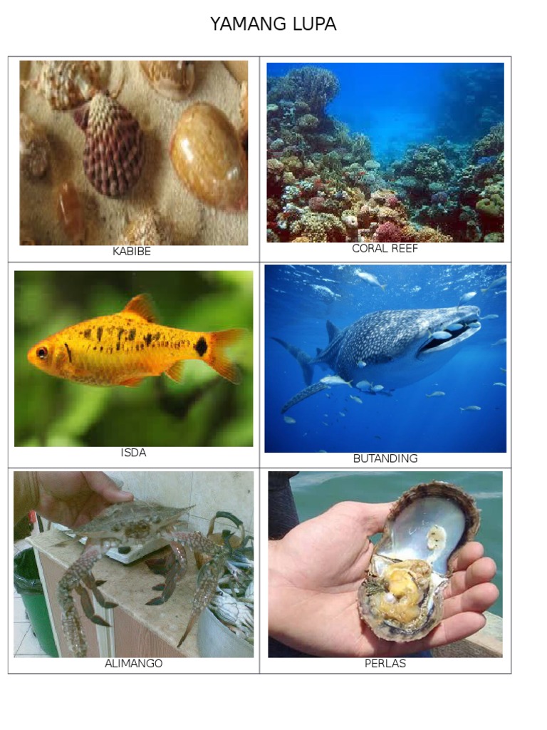 YAMANG LUPA_yamang Tubig