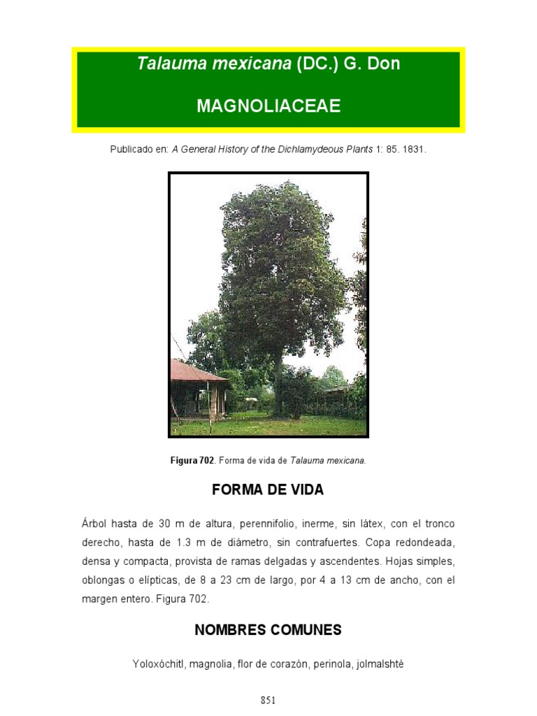 Talauma Mexicana | PDF | Semilla | Arboles