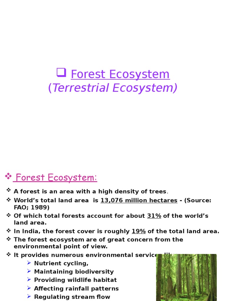 Overview of Forest Ecosystem Components | PDF | Food Web | Aquatic ...