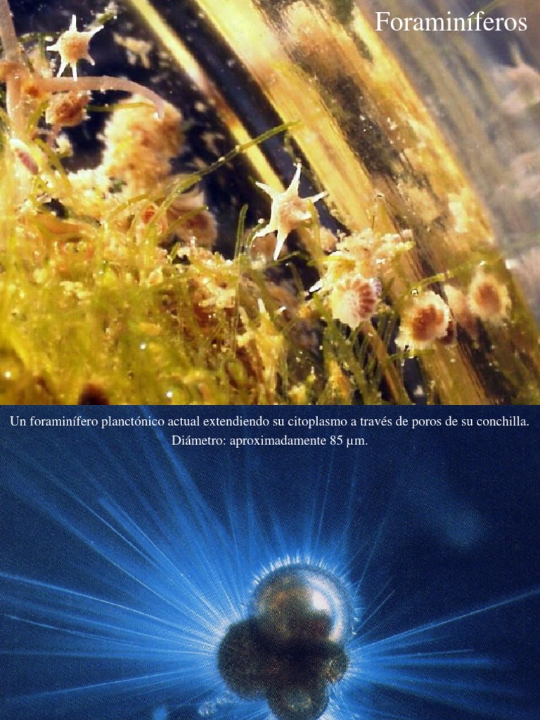 05 - Foraminíferos (1) | Cretáceo | Fósil | Prueba gratuita de 30 días ...