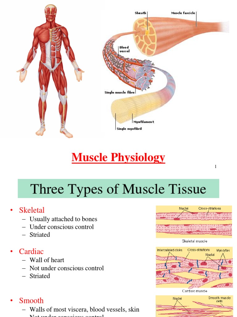 Understanding Muscle Physiology Basics | PDF | Muscle Contraction | Myocyte