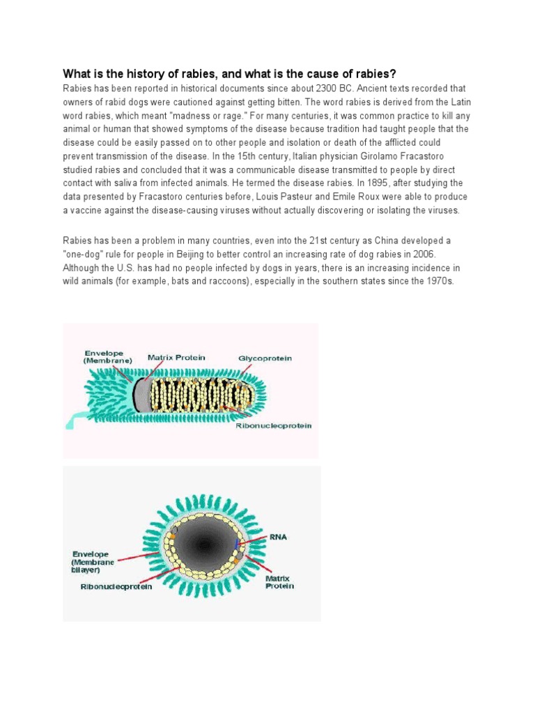 What Is The History of Rabies, and What Is The Cause of Rabies ...