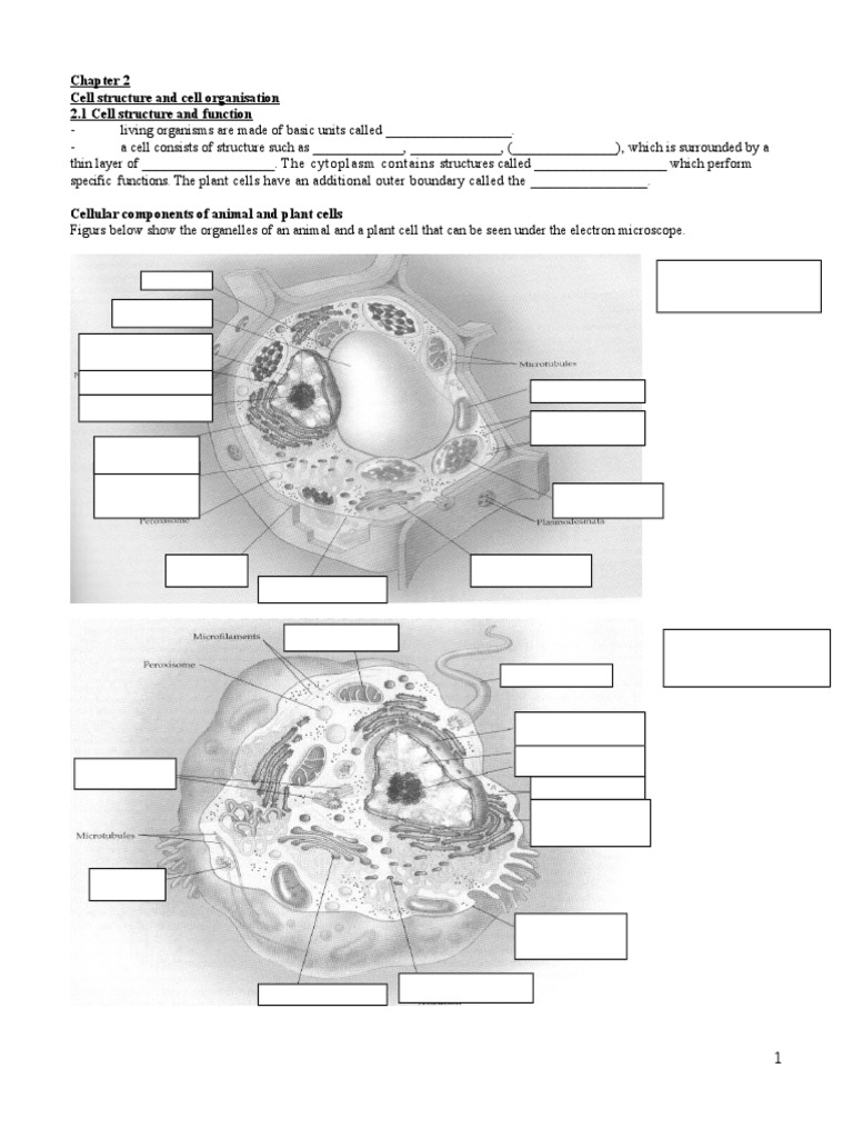 Cell Structure and Cell Organisation | PDF | Endoplasmic Reticulum ...
