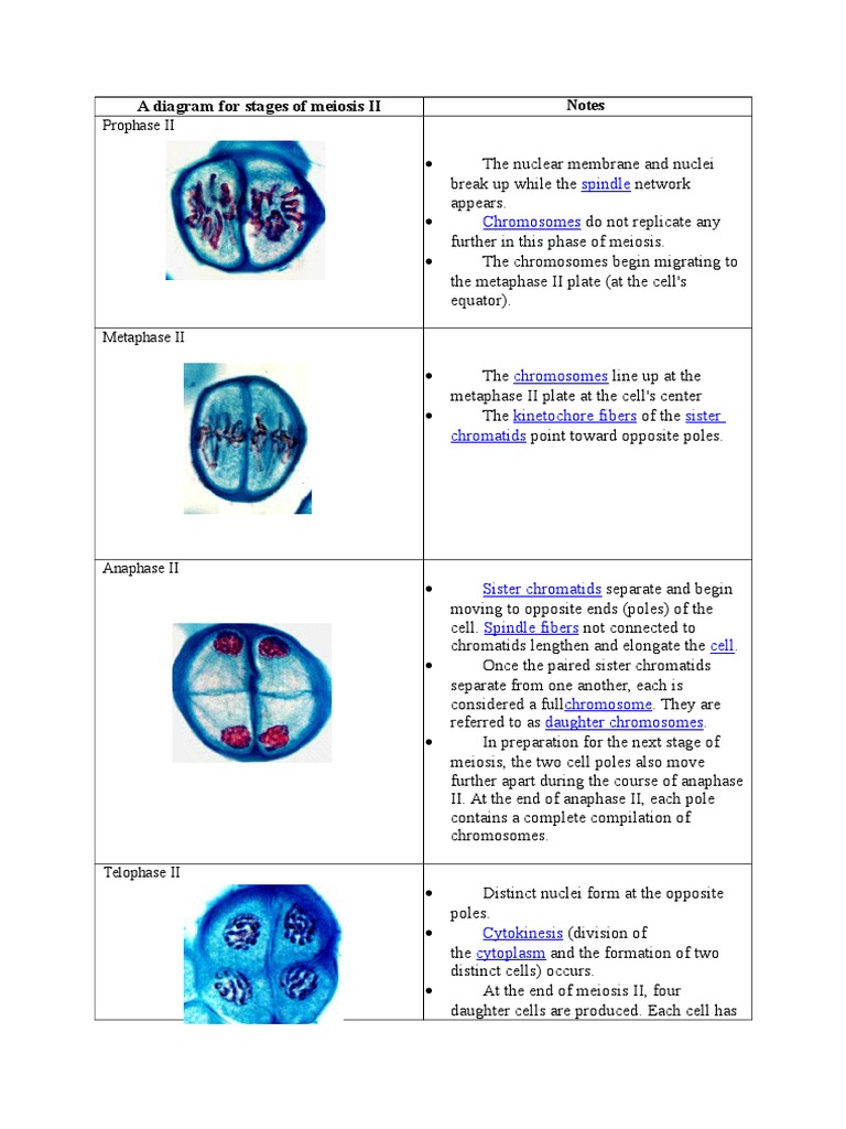Lab Report BIo | PDF | Meiosis | Mitosis