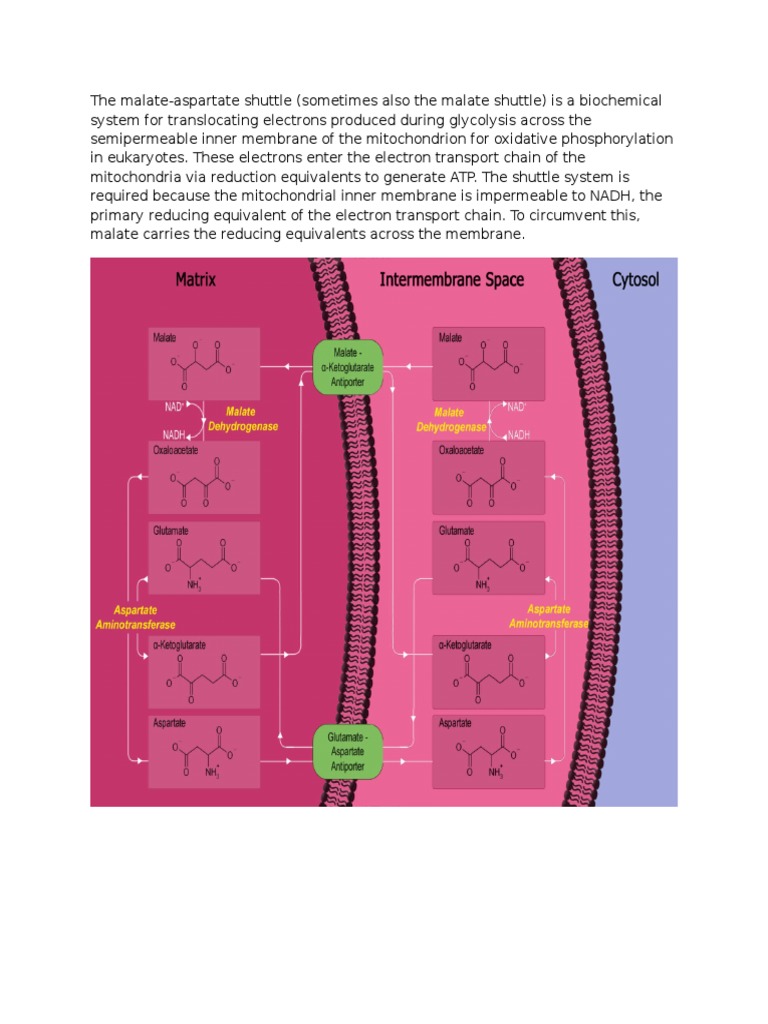 Malate Aspartate Shuttle | Cellular Processes | Biochemistry
