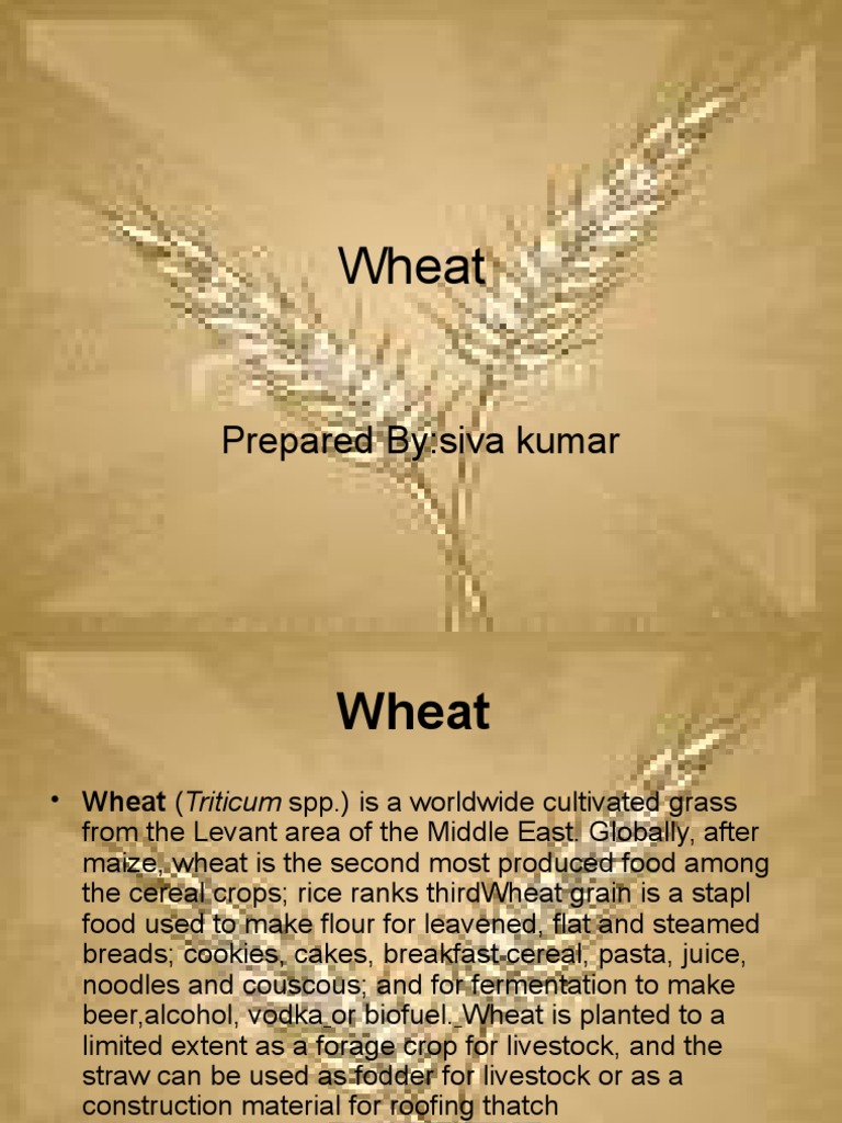 Wheat | PDF | Wheat | Flour