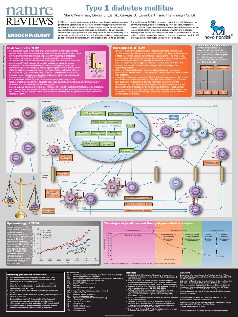 Type 1 Diabetes Mellitus POSTER | PDF | Autoimmunity | T Helper Cell