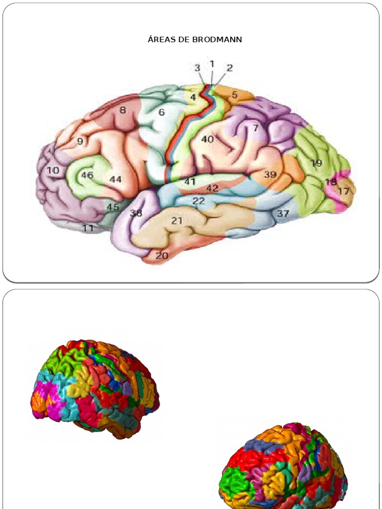 Areas de Brodman | PDF | Percepción visual | Corteza visual