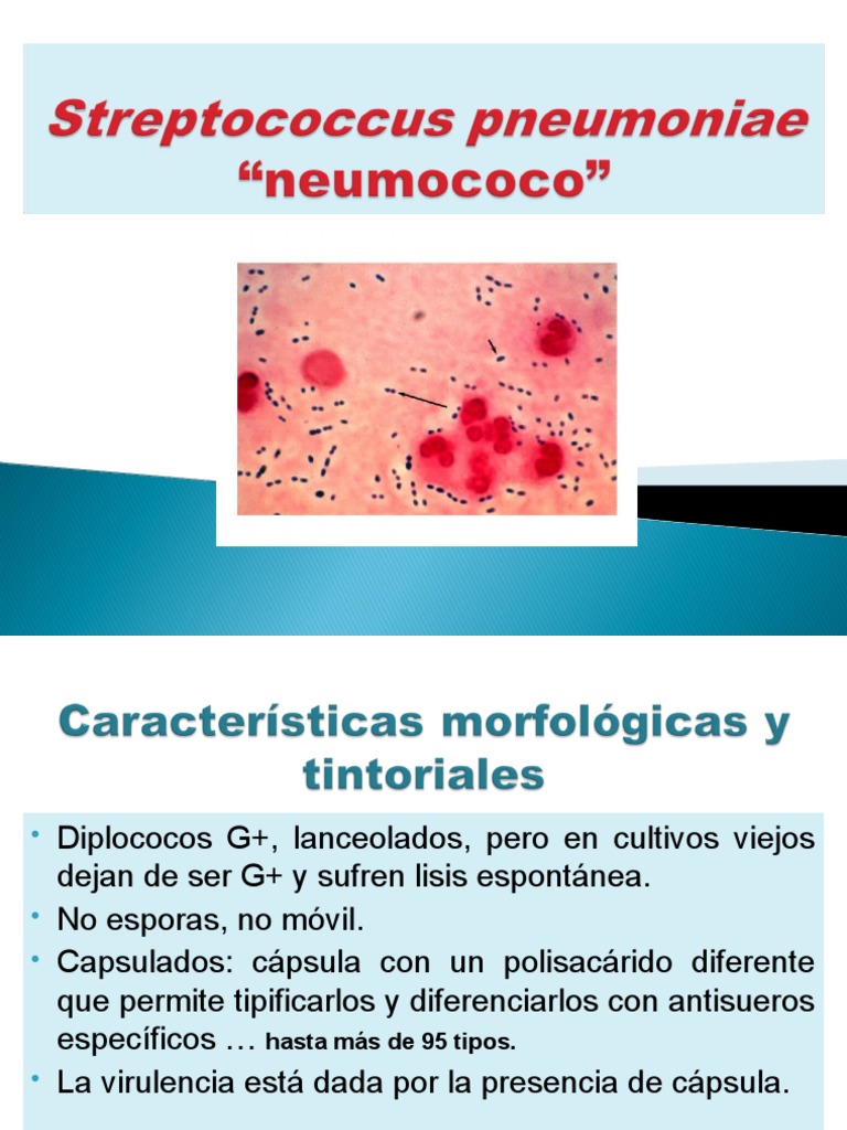 Características del Neumococo y Meningococo | PDF | Patologia clinica ...