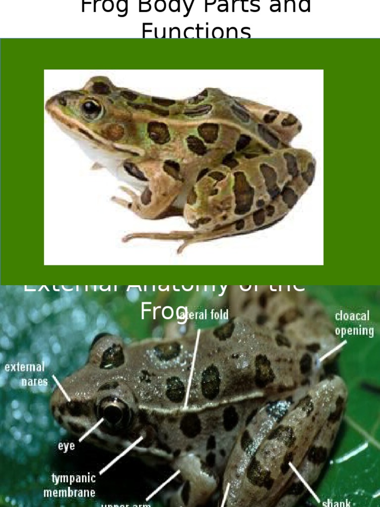 Frogs: Body Parts and Functions | PDF | Human Digestive System | Heart