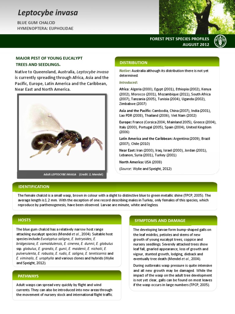 Blue Gum Chalcid: Leptocybe invasa Overview | PDF | Eucalyptus | Insects