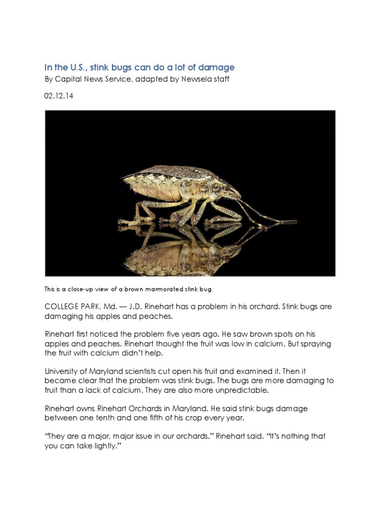 Stink Bugs: Threat to U.S. Orchards | PDF | Insects | Agriculture