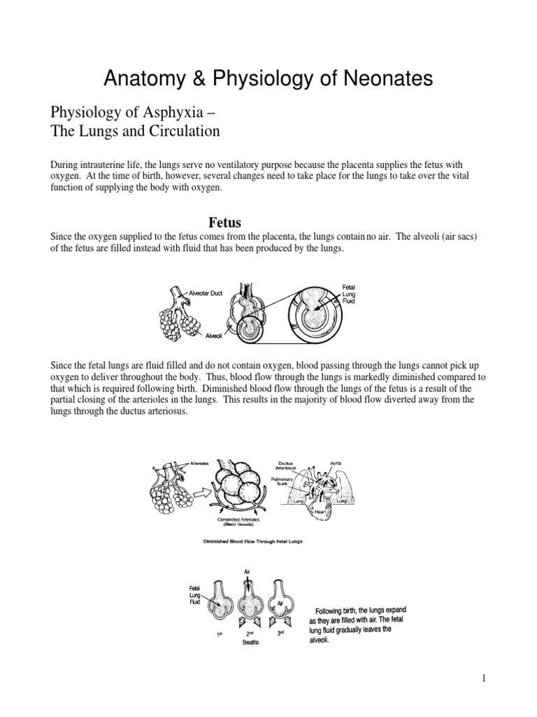 Anatomy and Physiology of Neonates | PDF | Lung | Cardiopulmonary ...