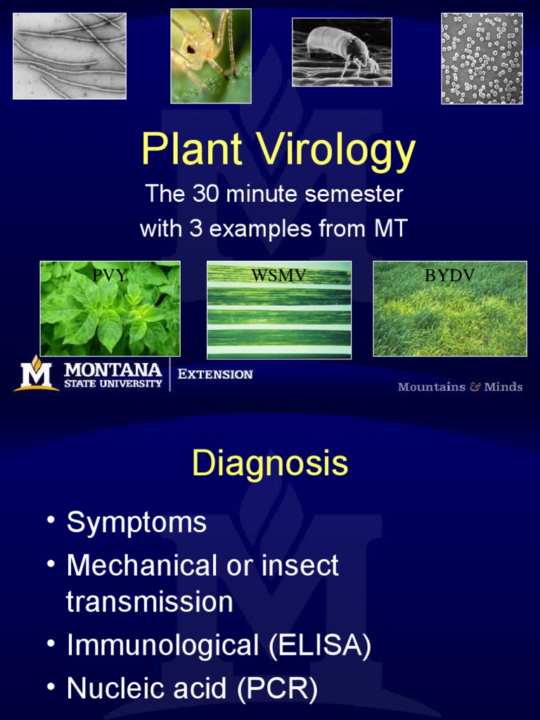Plant Virology: The 30 Minute Semester With 3 Examples From MT | PDF ...