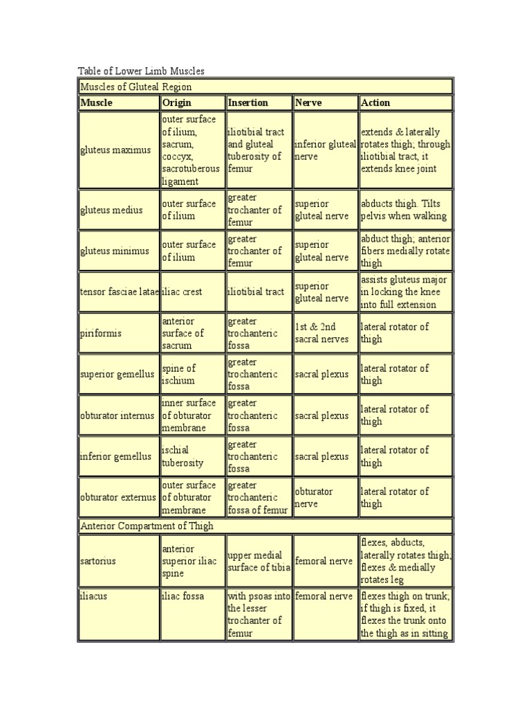 Table of Lower Limb Muscles | PDF | Foot | Human Leg
