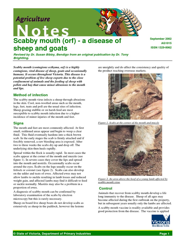 Scabby mouth (orf) - a disease of sheep and goats | Sheep | Public Health