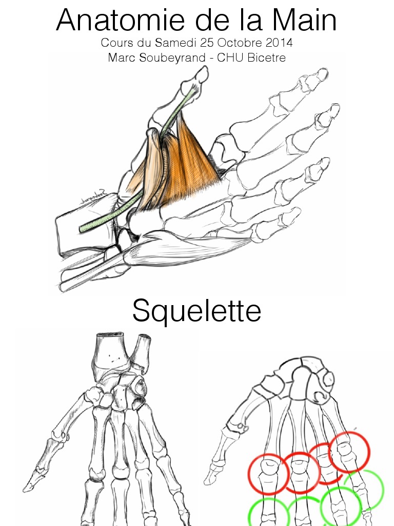 Anatomie de la Main et ses Composants | PDF | Art