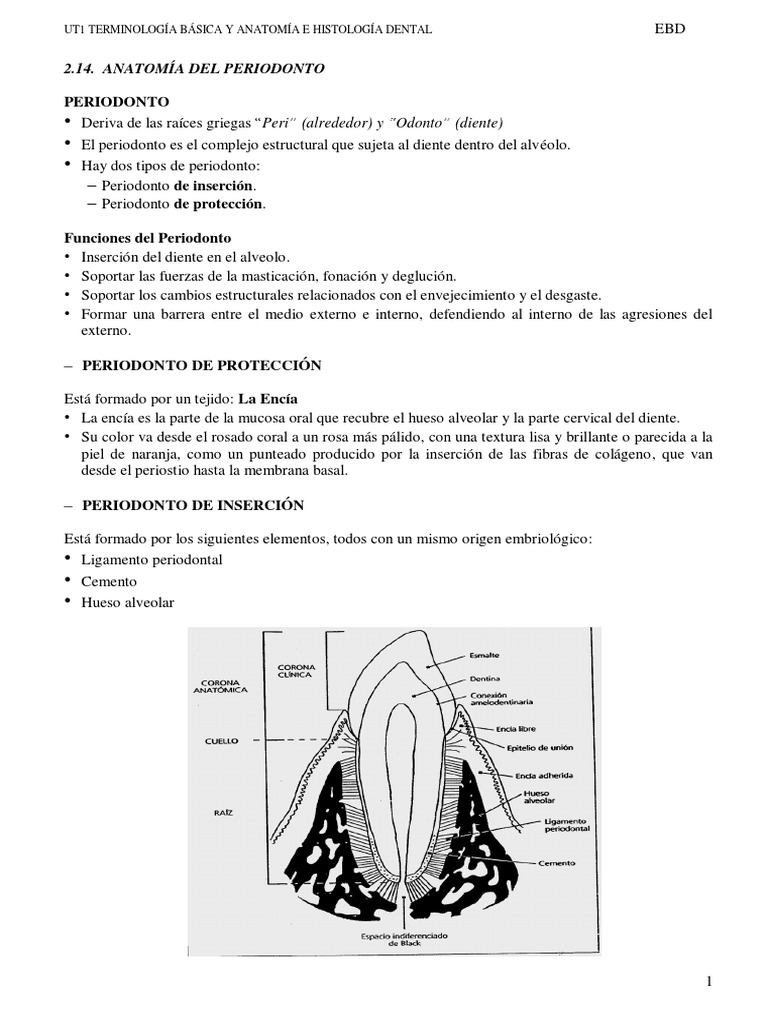 2.14.anatom A Del Periodonto | PDF | Diente humano | Hueso