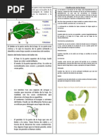 Estructura y Tipos de Limbo en Hojas | PDF | Hoja | Botánica