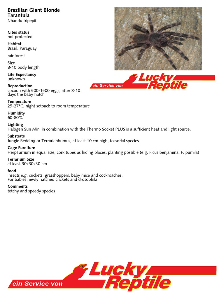 Brazilian Giant Blonde Tarantula Care Sheet | PDF | Insects | Organisms