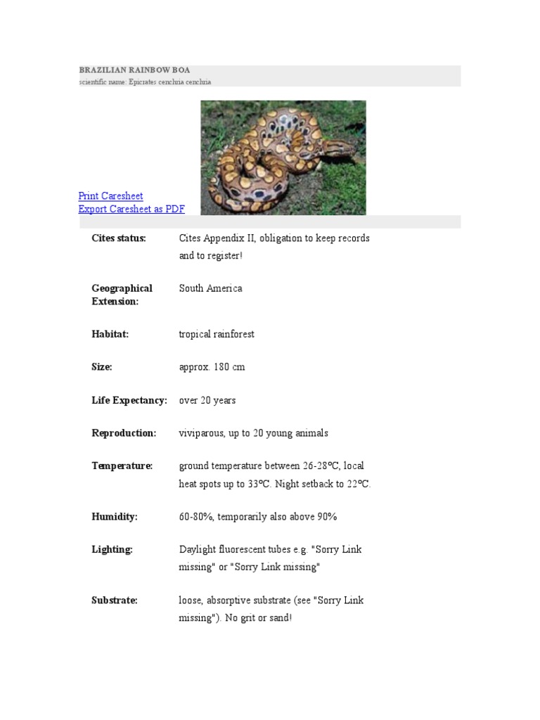 Brazilian Rainbow Boa Care Sheet | PDF