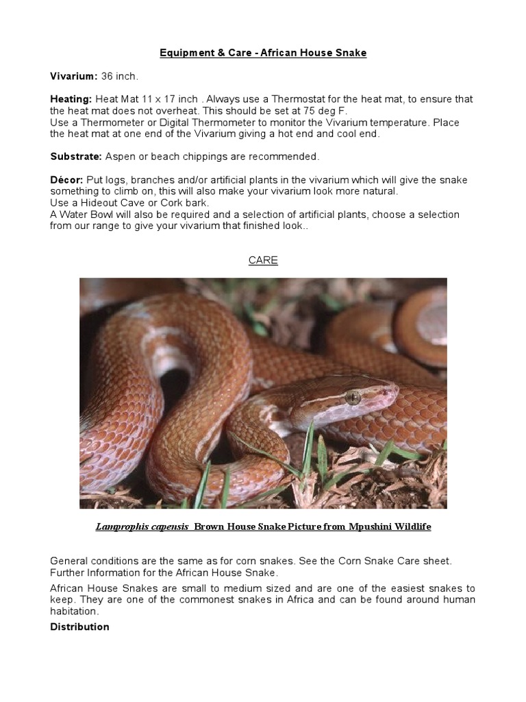 Care Sheet - African House Snake (Lamprophis) | PDF | Vivarium | Snake