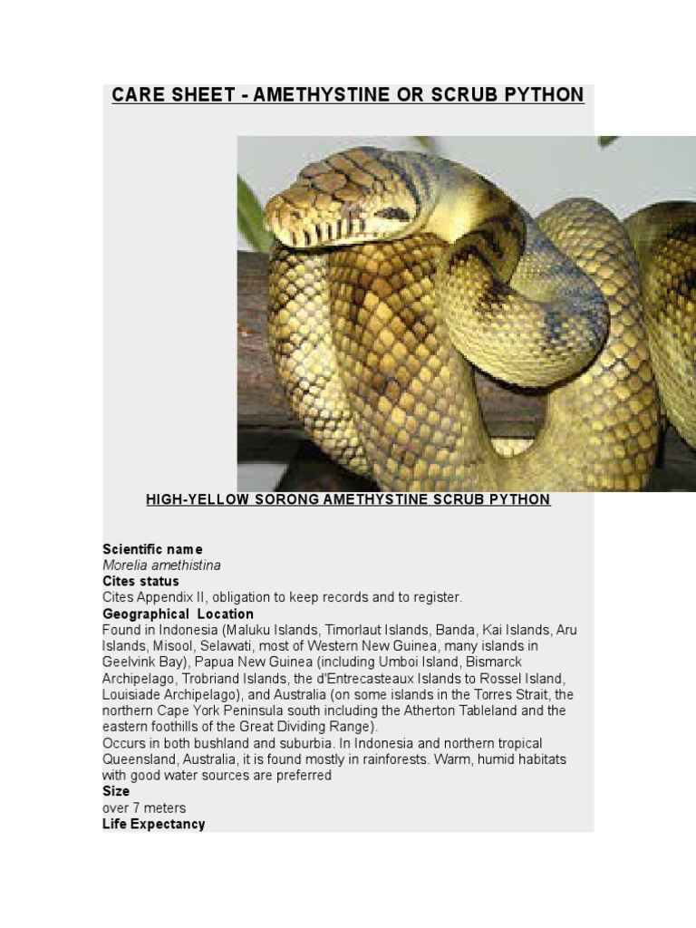 Care Sheet - Amethystine or Scrub Python (Morelia Amethistina) | PDF ...