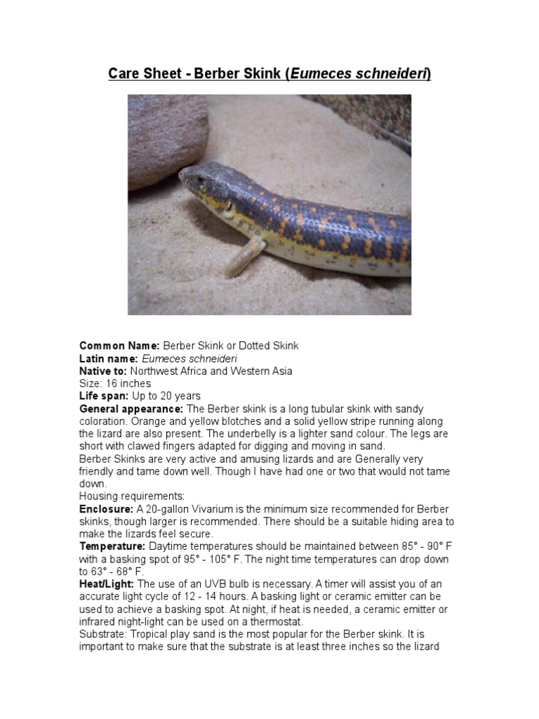 Berber Skink Care Guide | PDF | Vivarium | Organisms