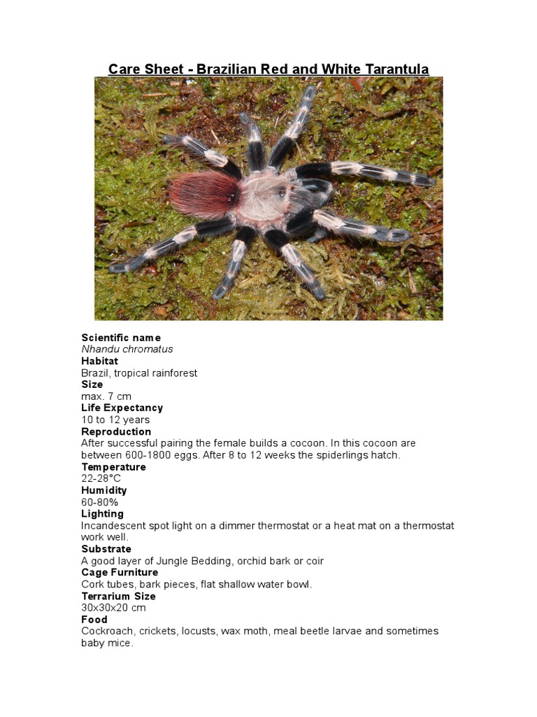 Brazilian Red and White Tarantula Care | PDF | Insects | Organisms