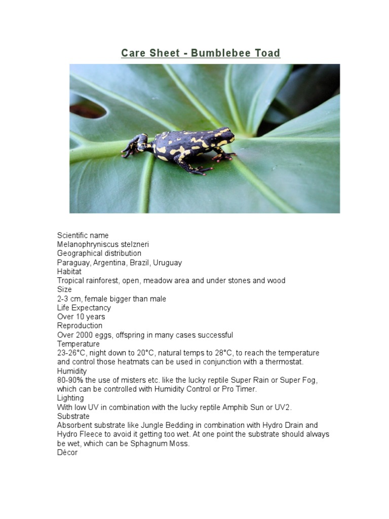 Care Sheet - Bumble Bee Toad | PDF