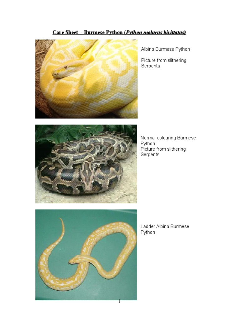 Care Sheet - Burmese Python | PDF | Snake | Nature