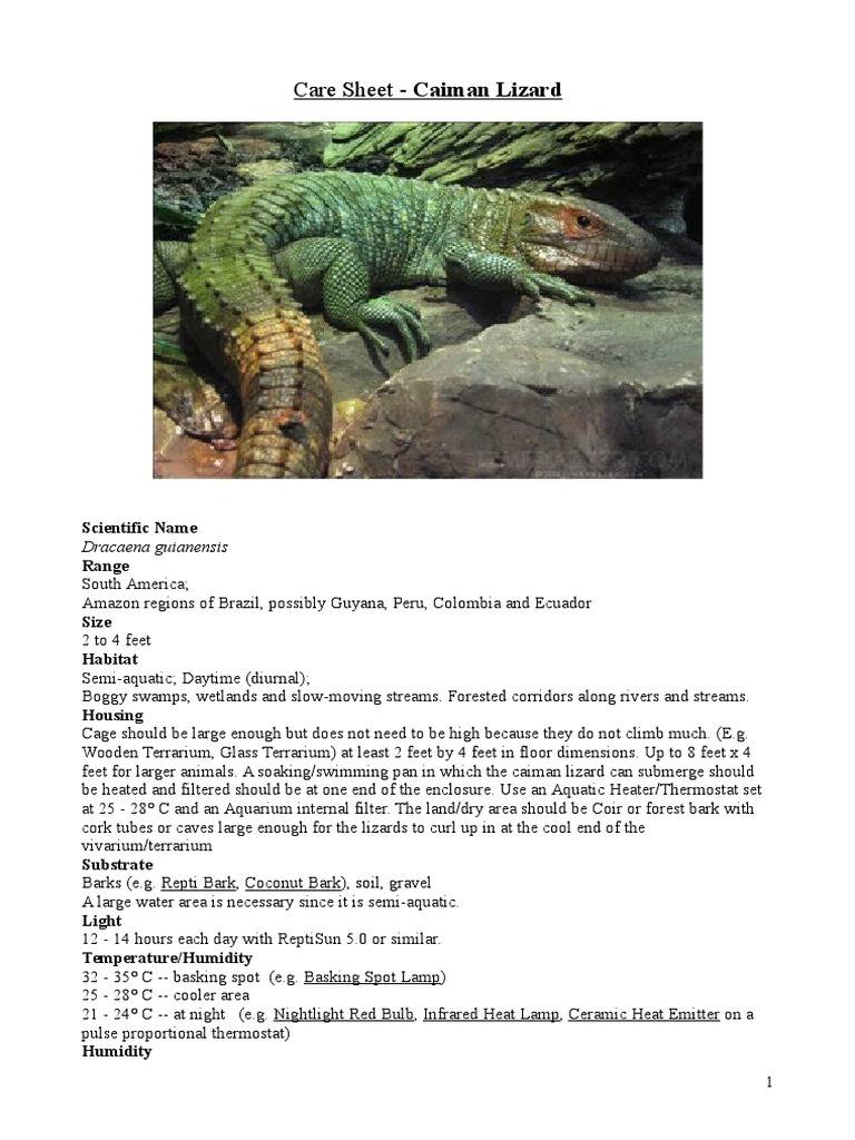 Care Sheet - Caiman Lizard