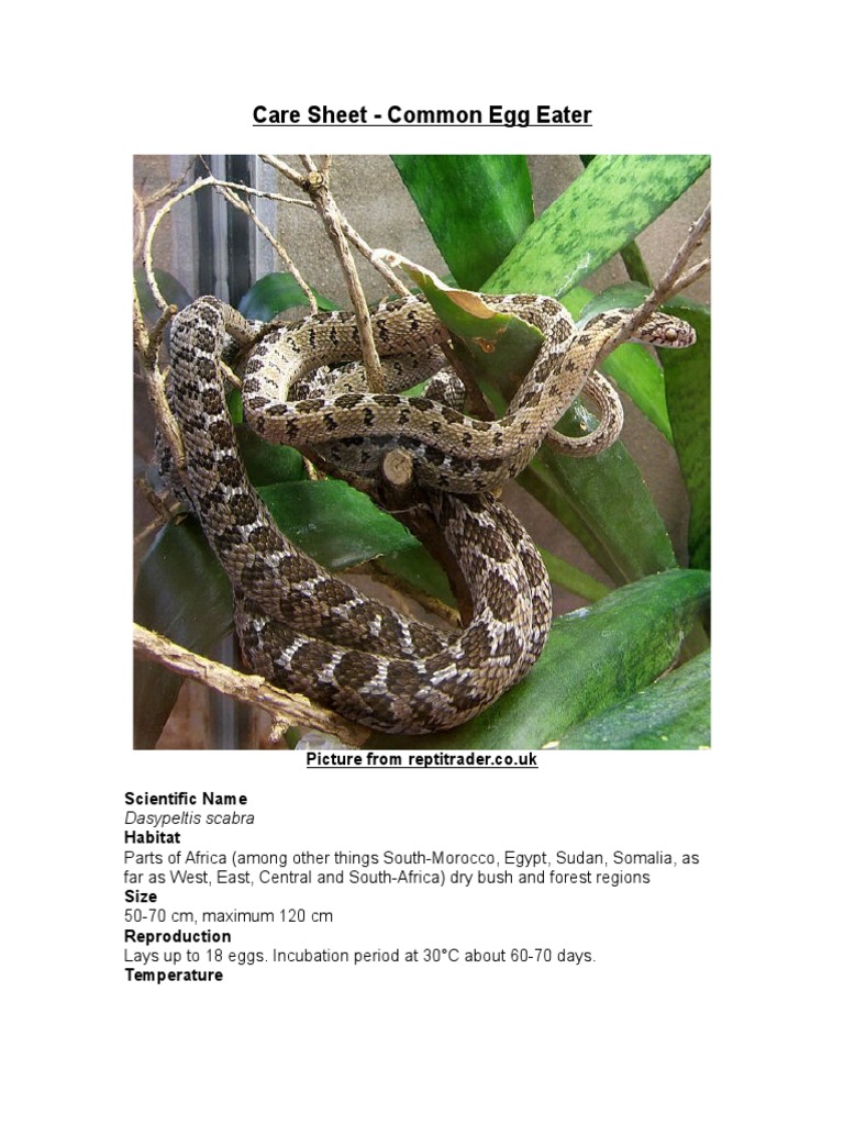 Care Sheet - Common Egg Eater Snake | PDF