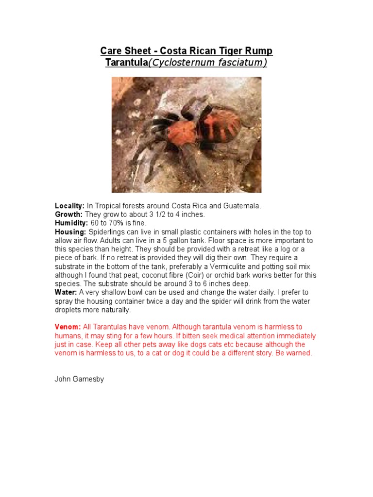 Care Sheet - Costa Rican Tiger Rump Tarantula | PDF | Nature