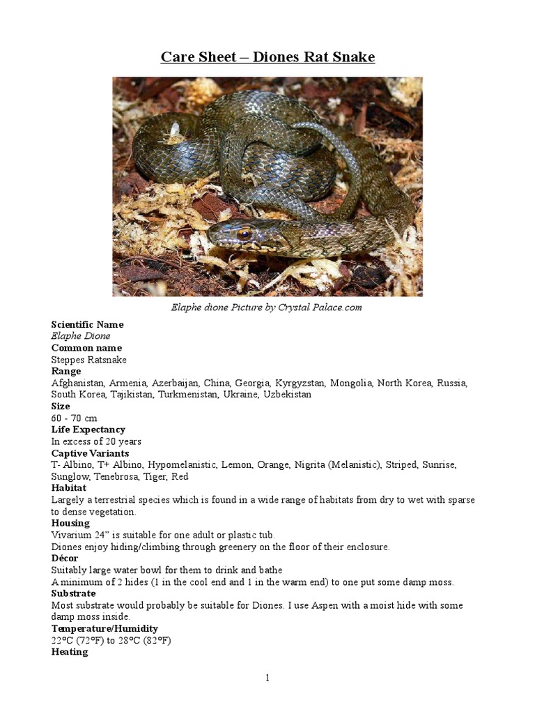 Care Sheet - Diones Rat Snake | PDF | Organisms | Nature