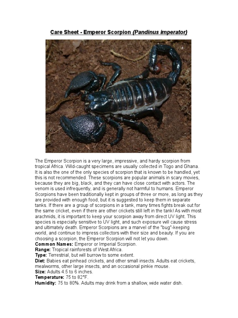 Care Sheet - Emperor Scorpion | Nature | Psychology & Cognitive Science
