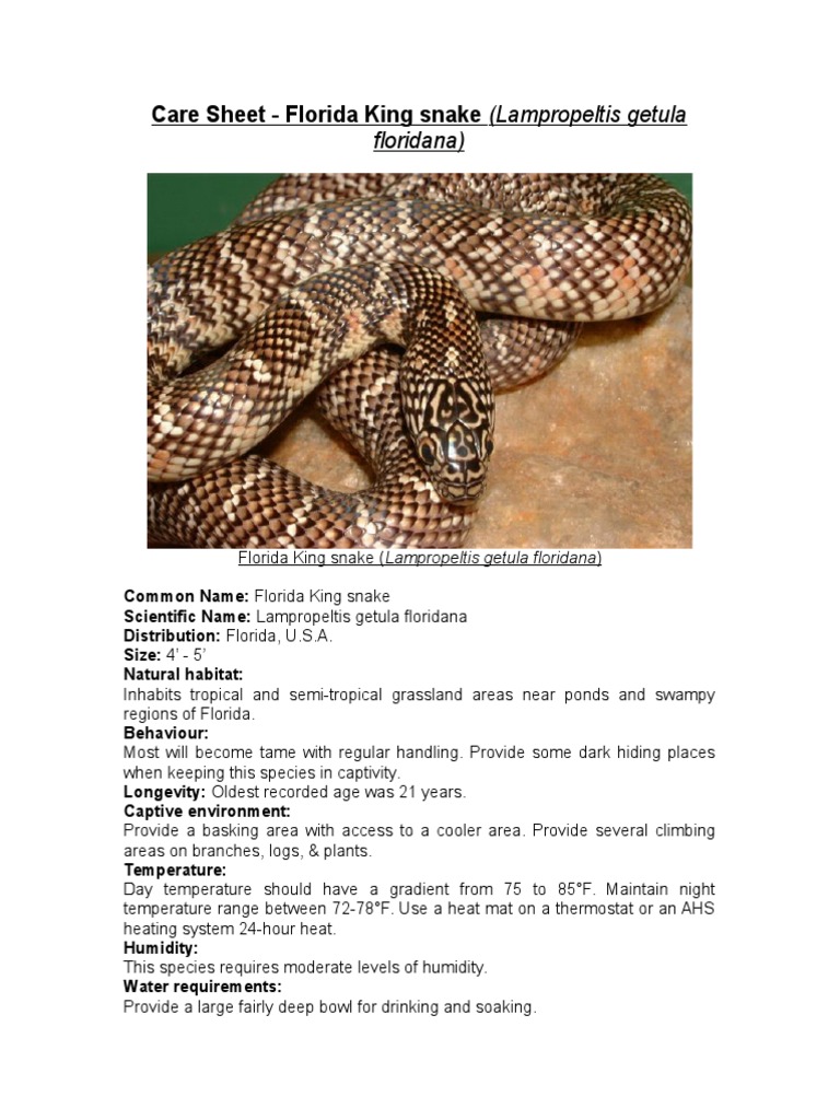 Florida Kingsnake Care Guide | PDF | Habitat | Snake
