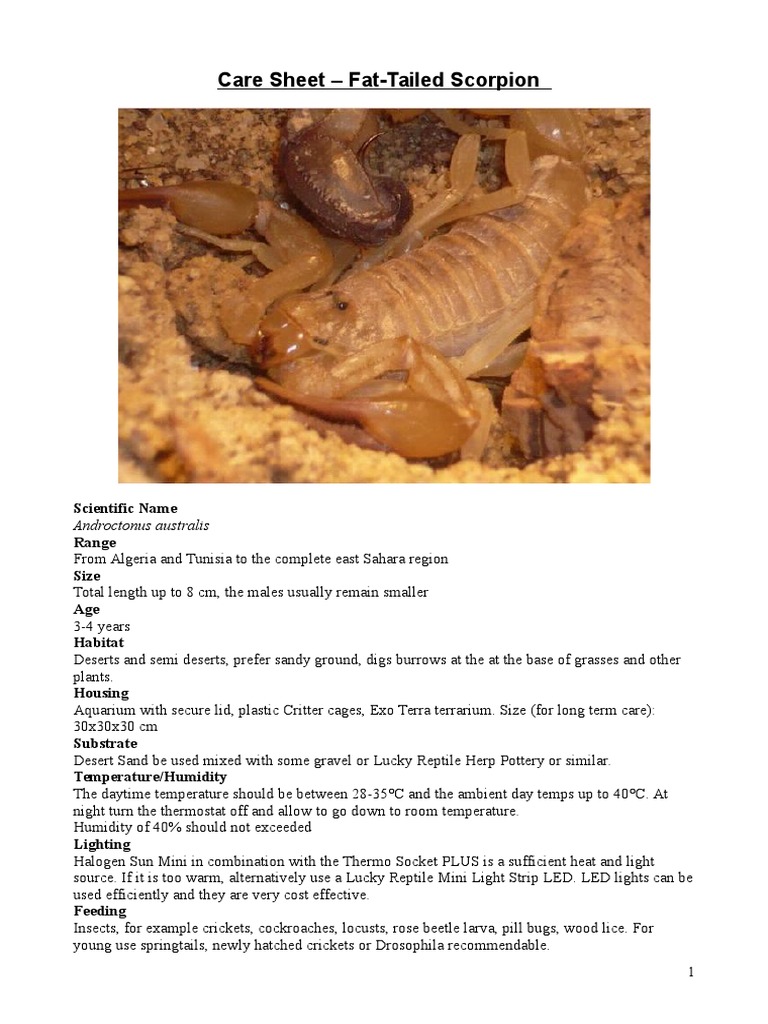Fat-Tailed Scorpion Care Guide | PDF